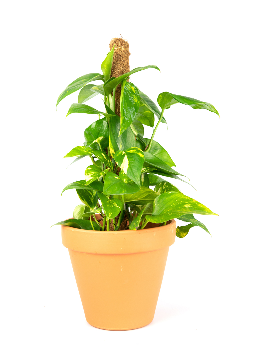 Epipremnum aureum